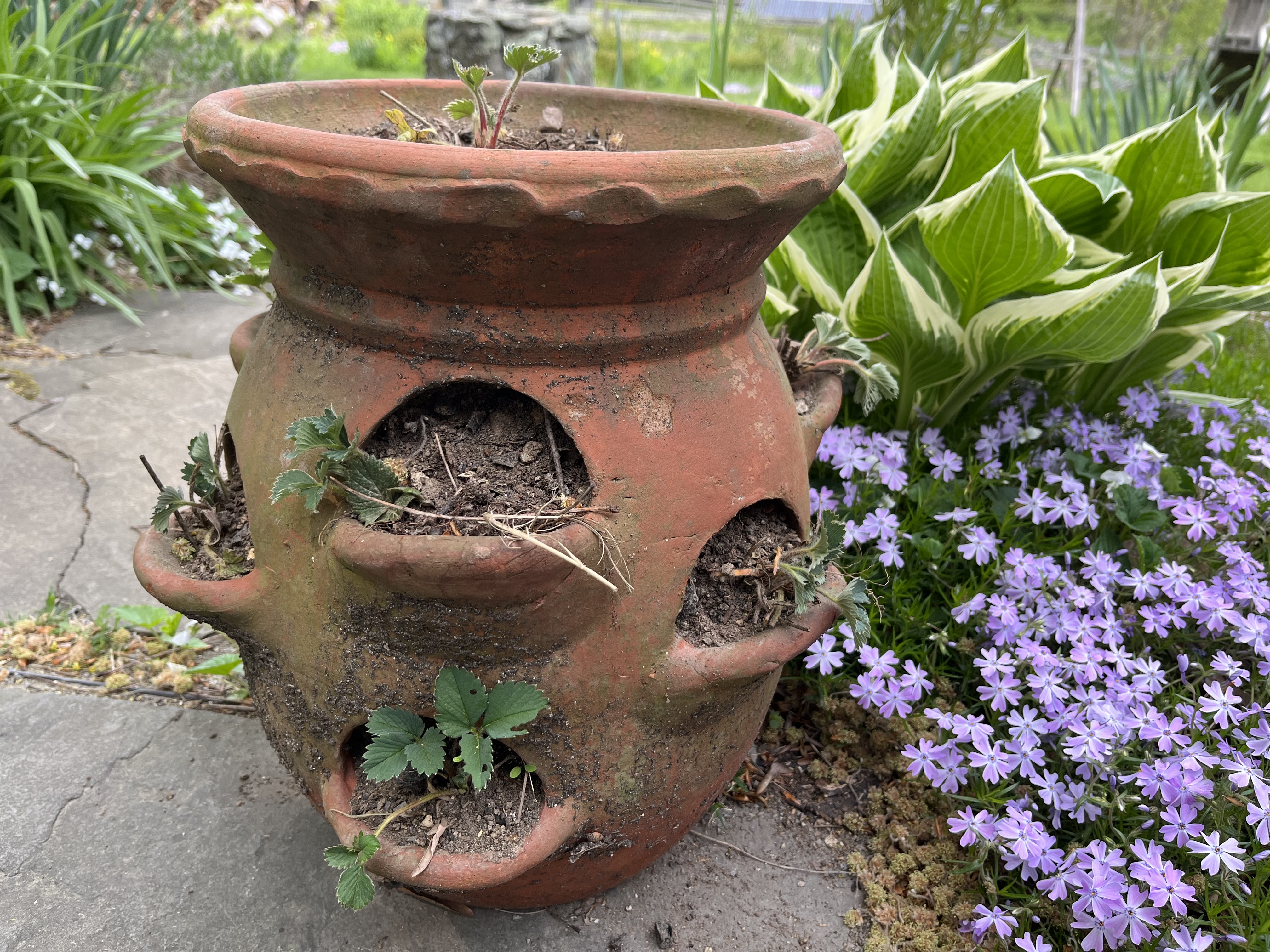 Growing Strawberries Vertically Ideas For How To Skyrocket Your