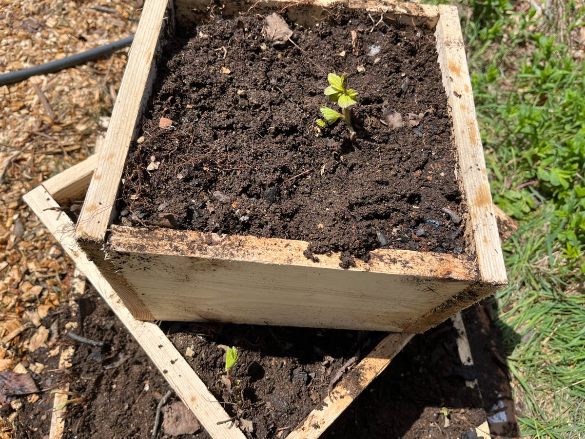Growing Strawberries Vertically Ideas For How To Skyrocket Your