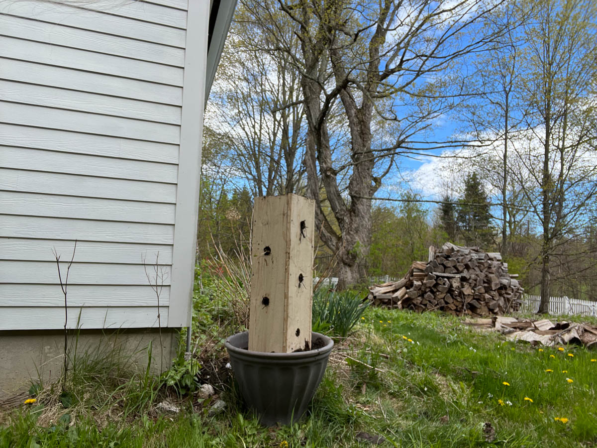Growing Strawberries Vertically Ideas For How To Skyrocket Your